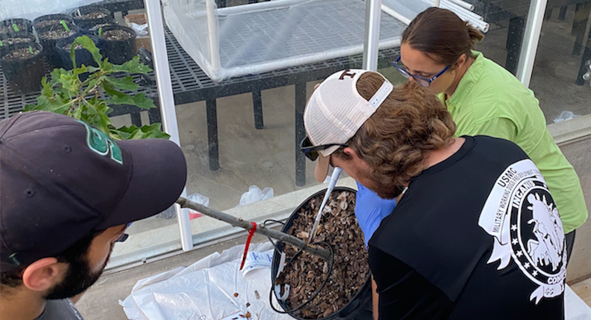 Urban Landscape and Nursery IPM - The Klingeman Lab